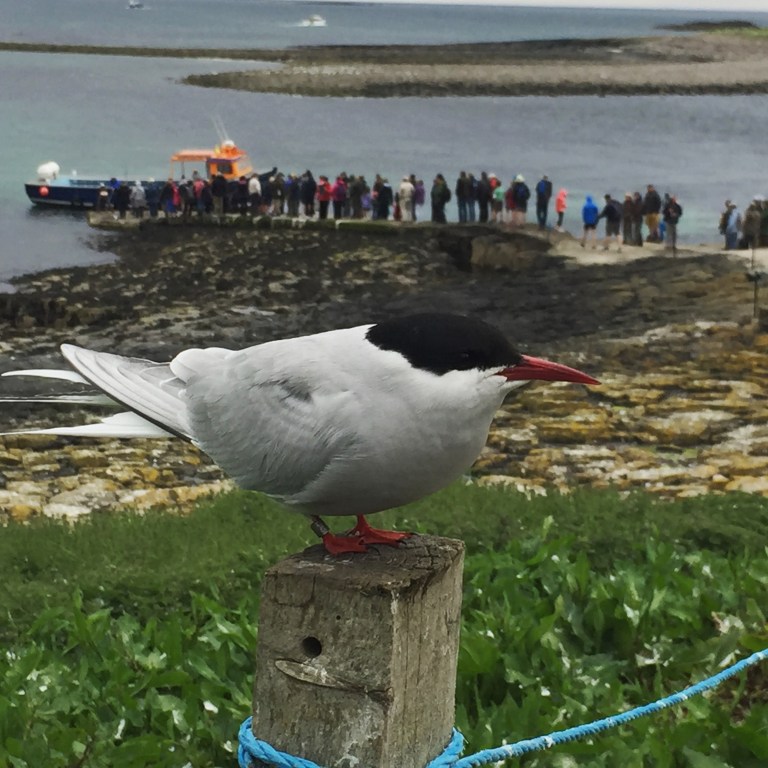 Six Questions: Stephen Rutt about Seabirds and Islands – Sea Library