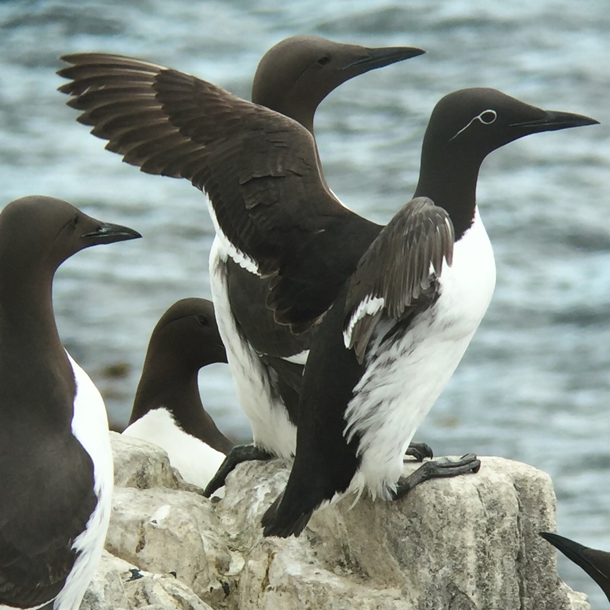 Six Questions: Stephen Rutt about Seabirds and Islands – Sea Library ...