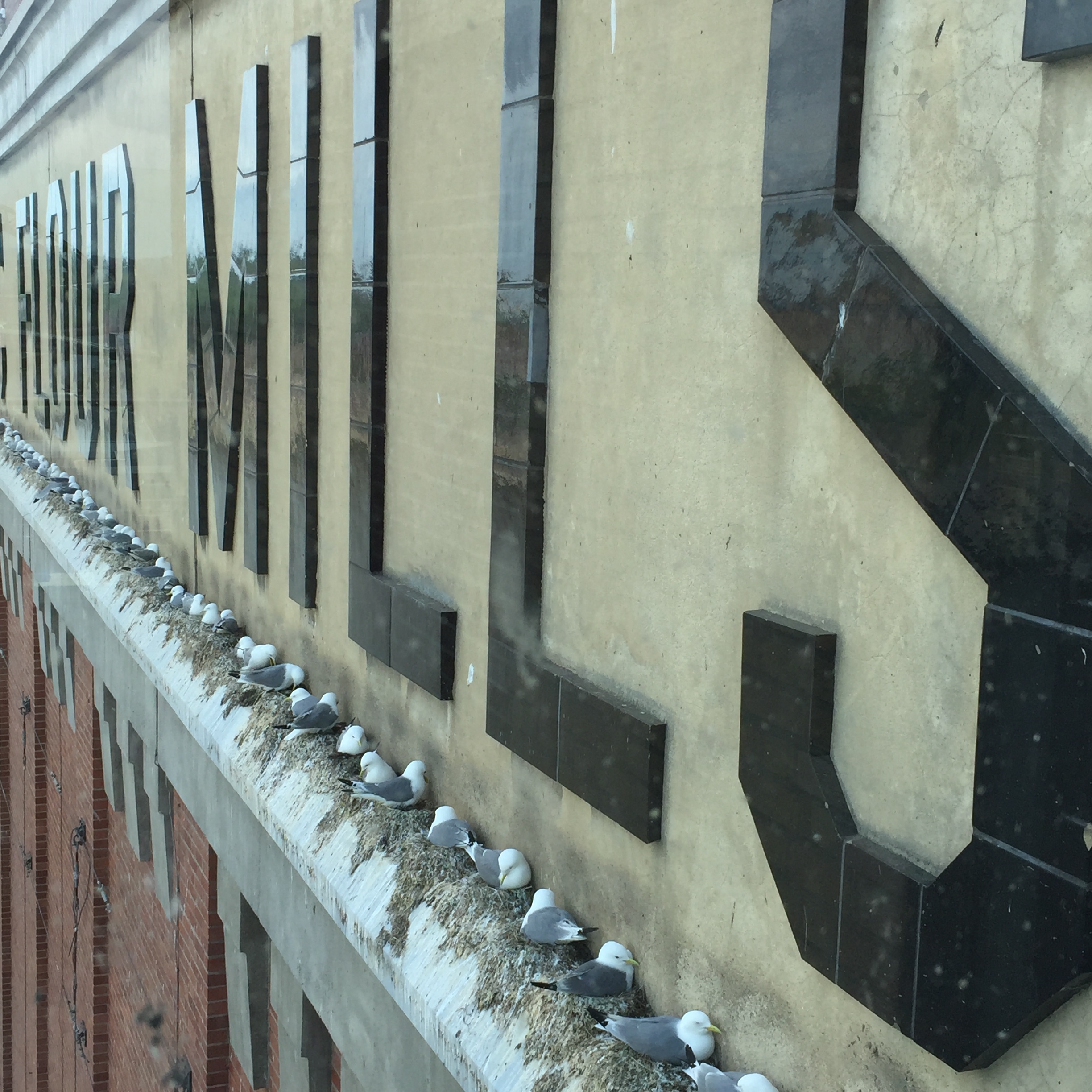 Six Questions: Stephen Rutt about Seabirds and Islands – Sea Library