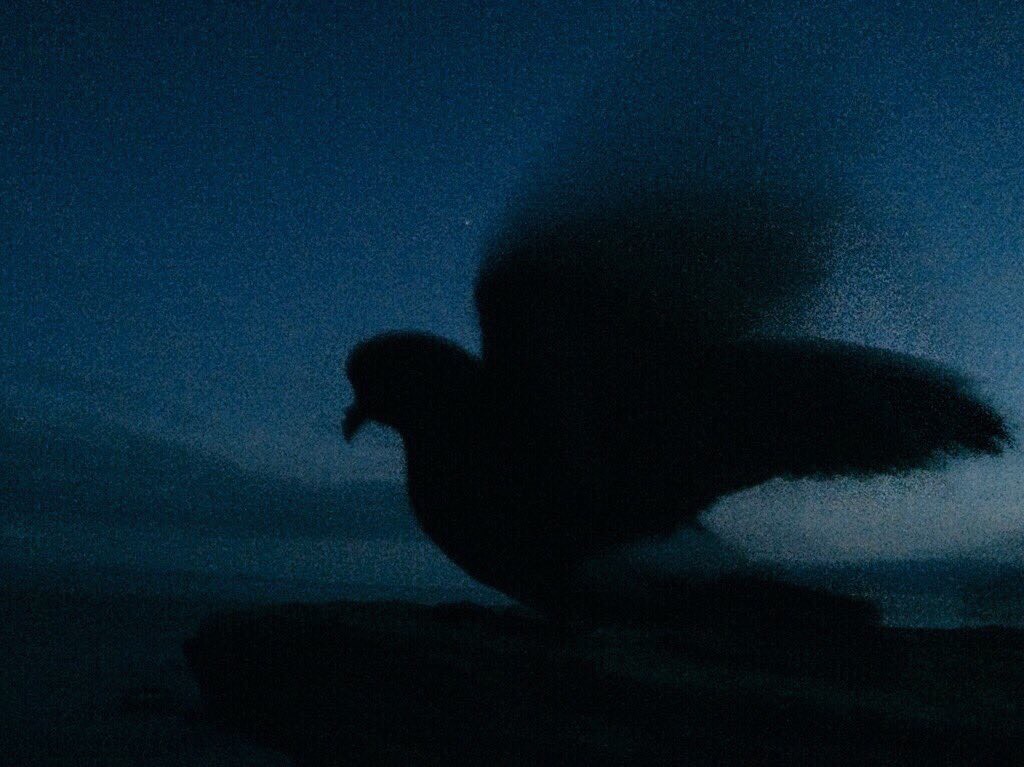 Six Questions: Stephen Rutt about Seabirds and Islands – Sea Library